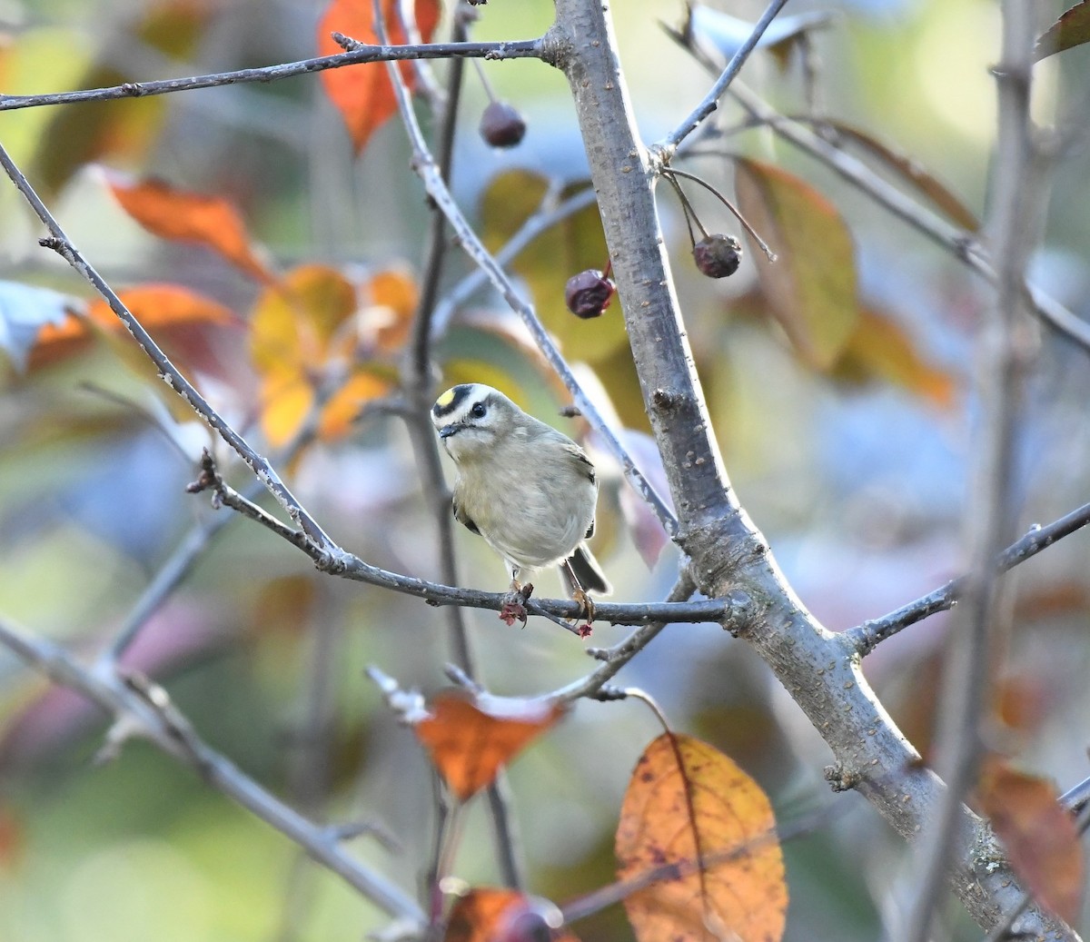 eBird Checklist - 5 Oct 2021 - Deck - 14 species
