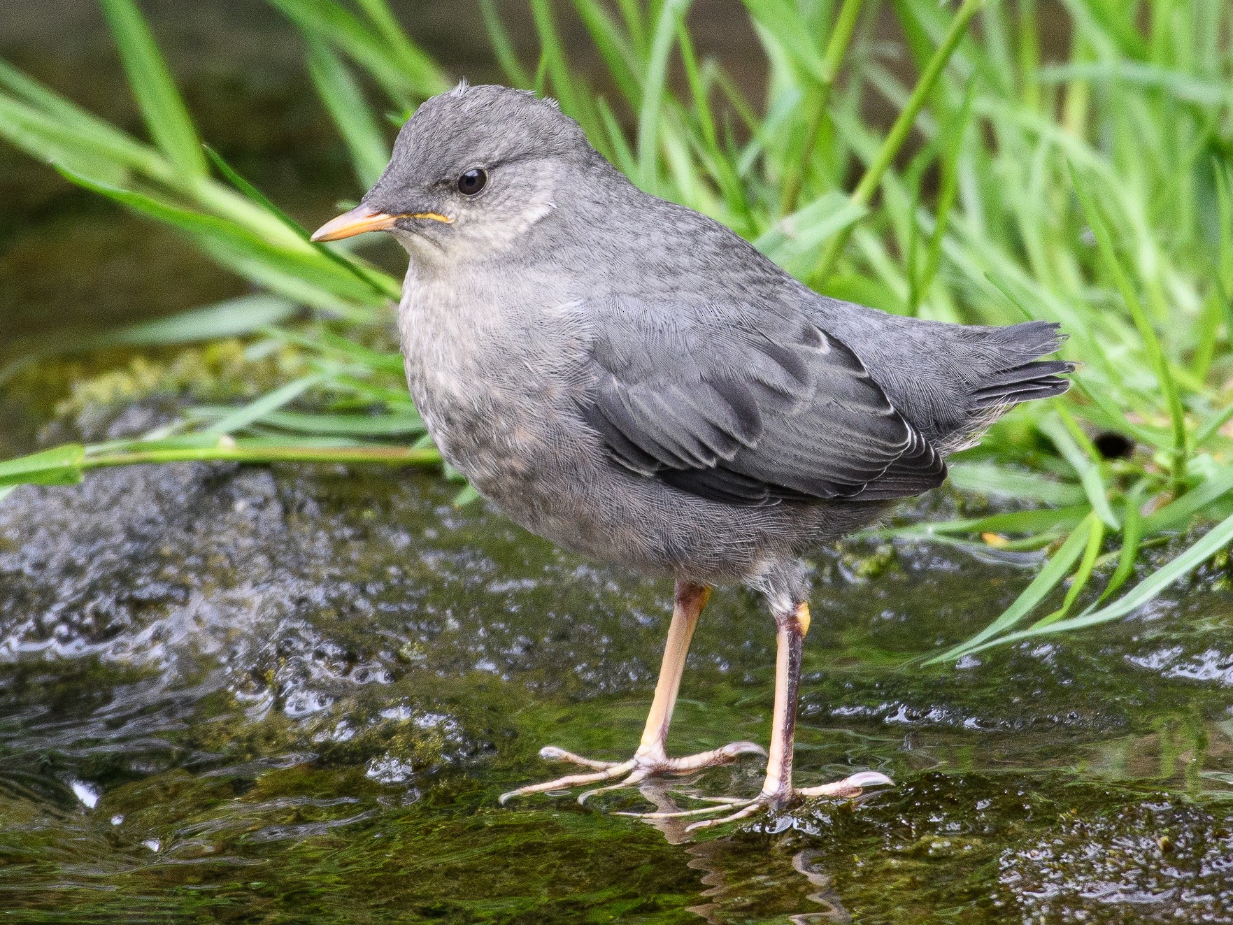 American Dipper - eBird