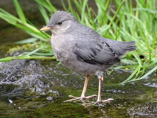 American Dipper - eBird