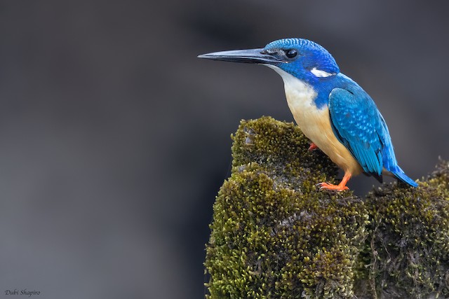 Half Collared Kingfisher