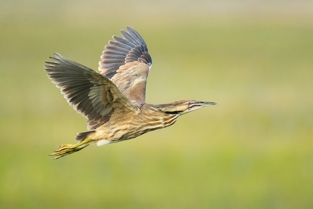 American Bittern In Flight