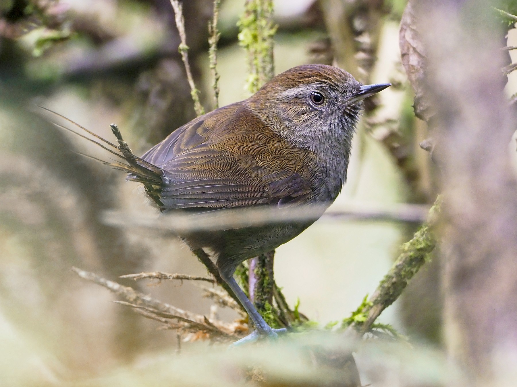 Synallaxe de Heller - eBird