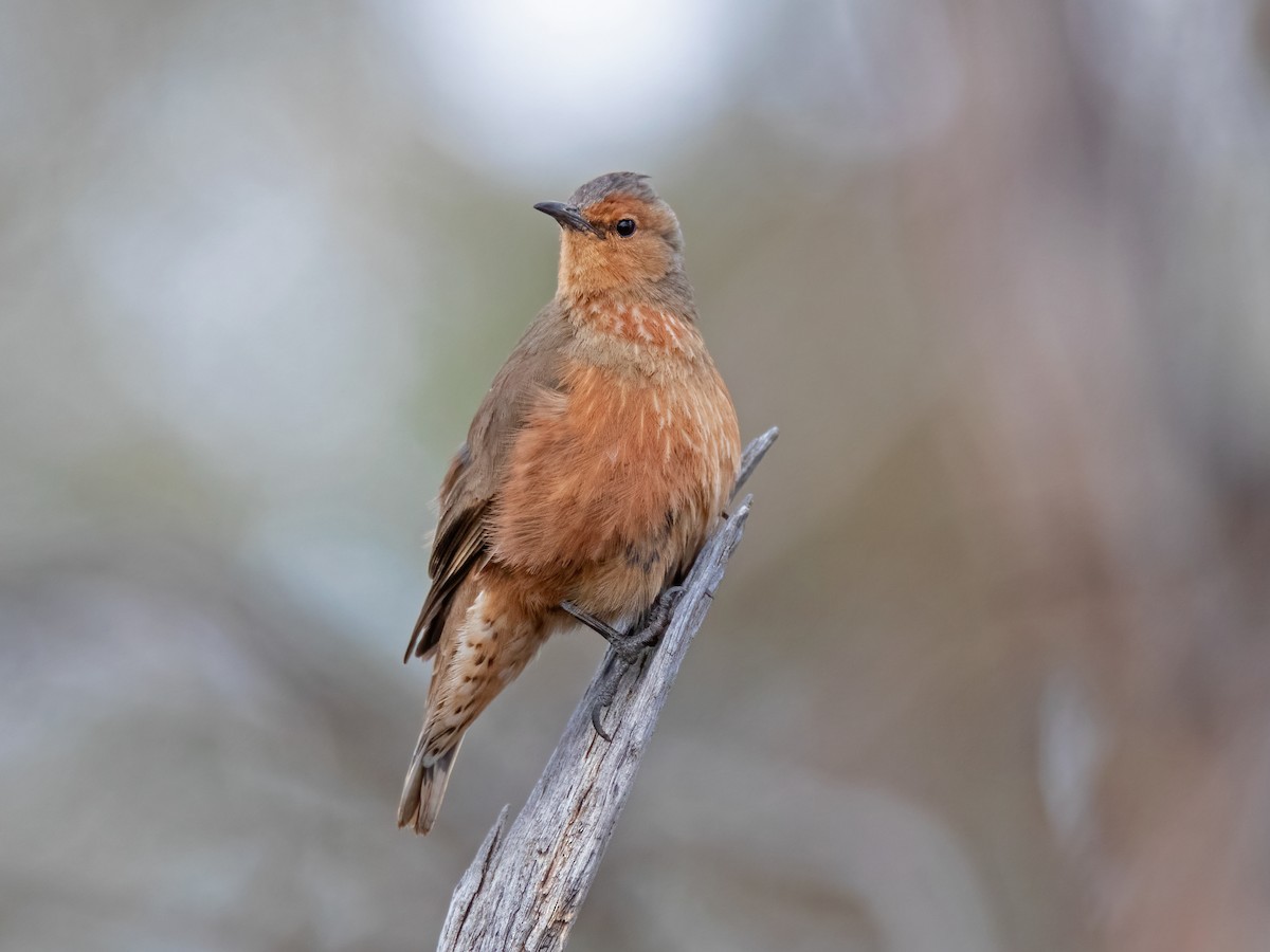 Rufous Treecreeper - Climacteris rufus - Birds of the World