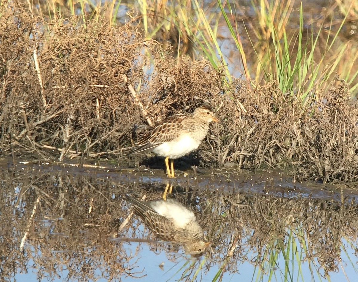 eBird Checklist - 6 Oct 2021 - Rough Meadows Wildlife Sanctuary (Mass ...