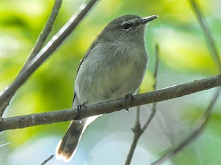 Norfolk Island Gerygone - eBird
