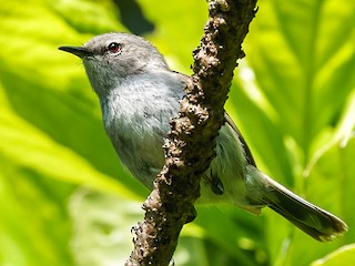 Norfolk Island Gerygone - eBird