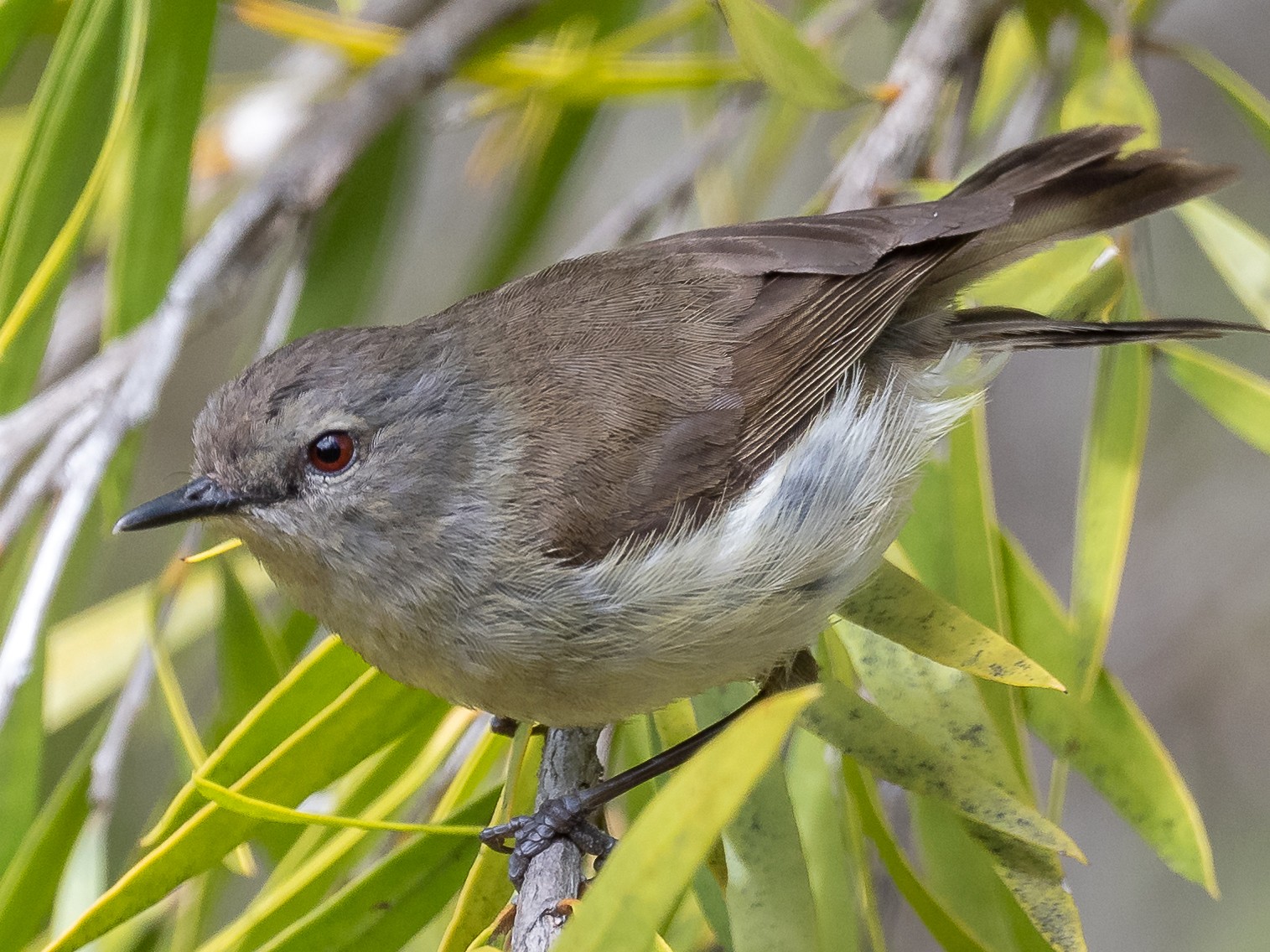Norfolk Island Gerygone - eBird