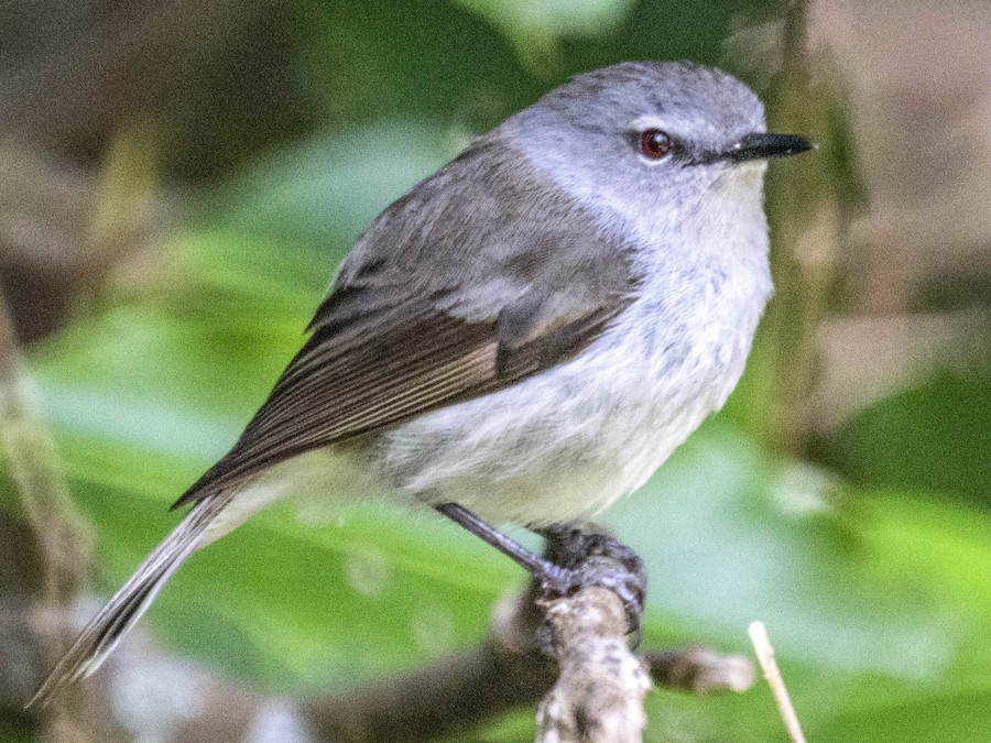 Norfolk Island Gerygone - eBird