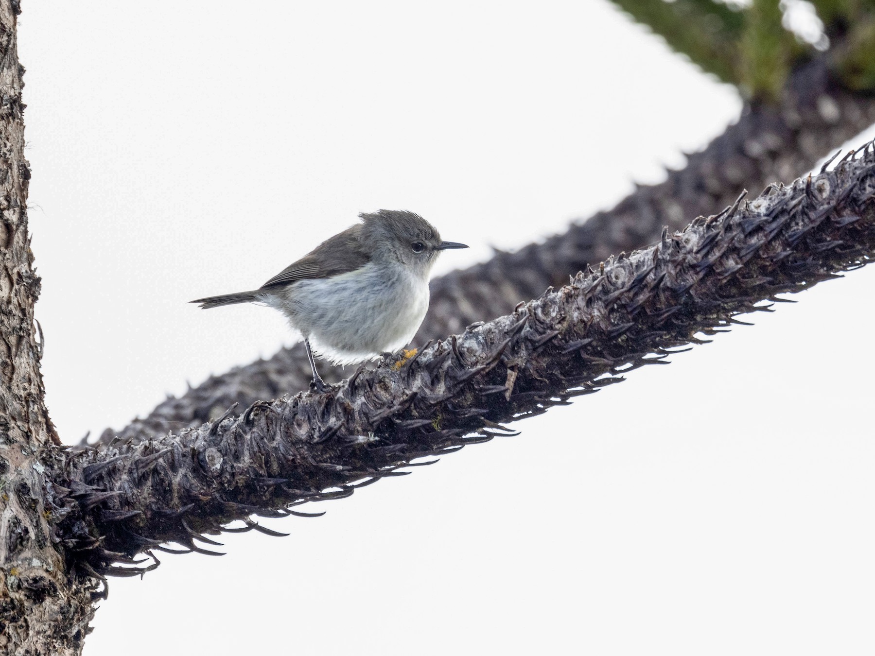 Norfolk Island Gerygone - eBird