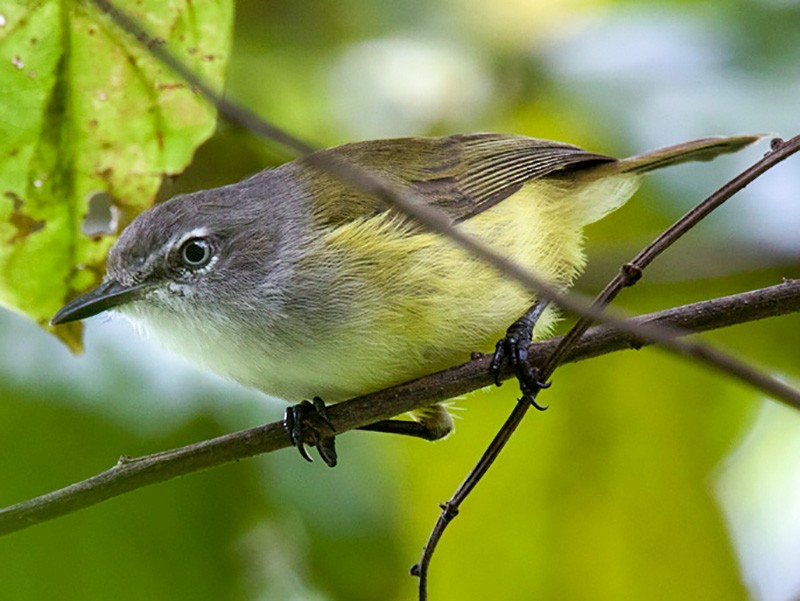 Rennell Gerygone - eBird