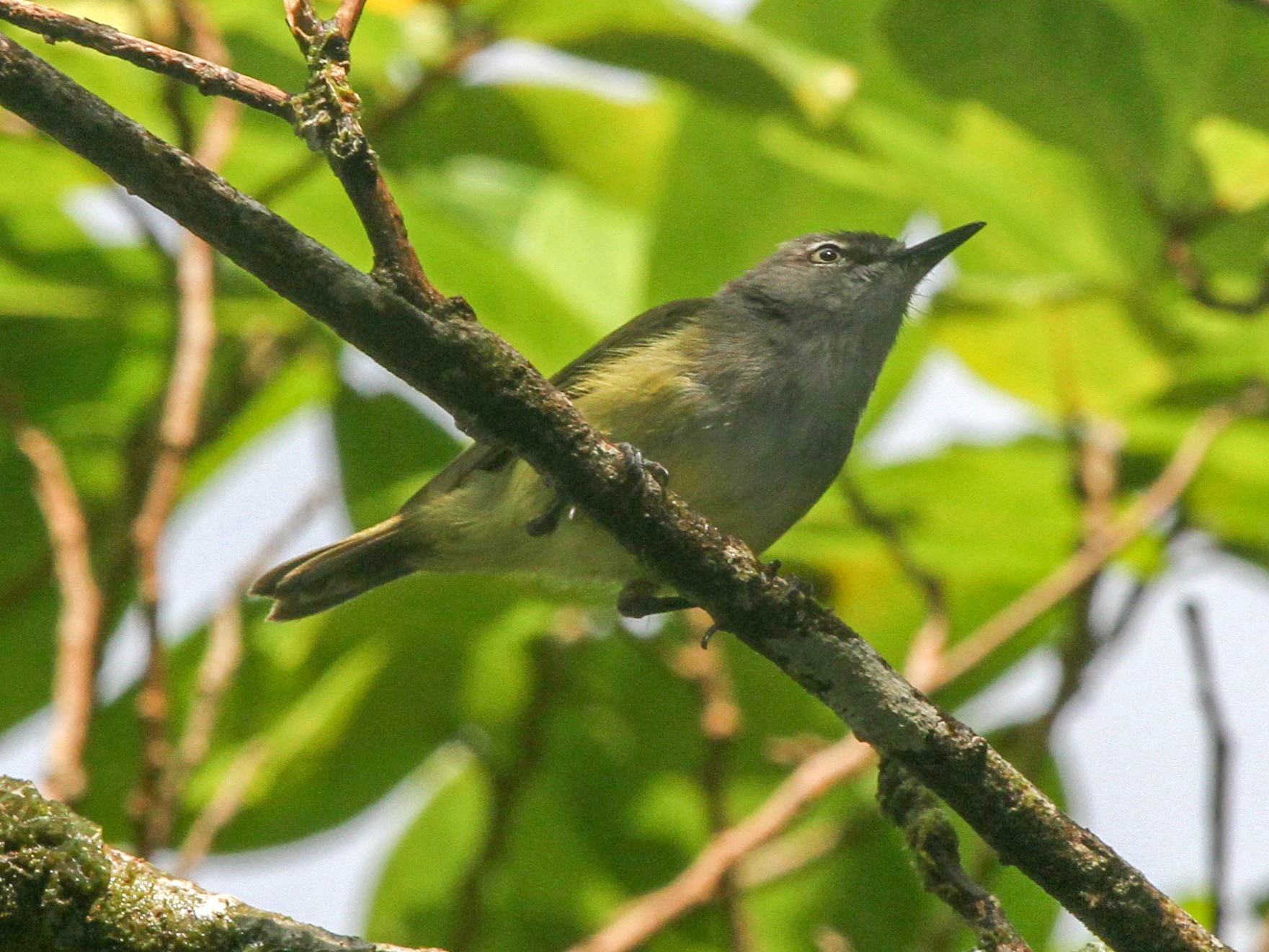 Fan-tailed Gerygone (Rennell) - eBird