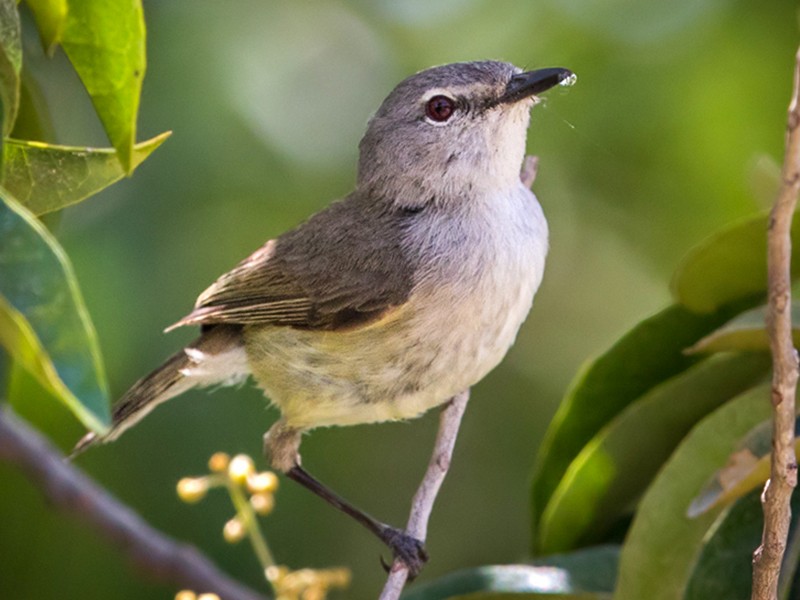 Fan-tailed Gerygone - eBird