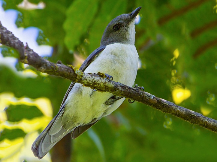 Oruguero de las Comoras - eBird