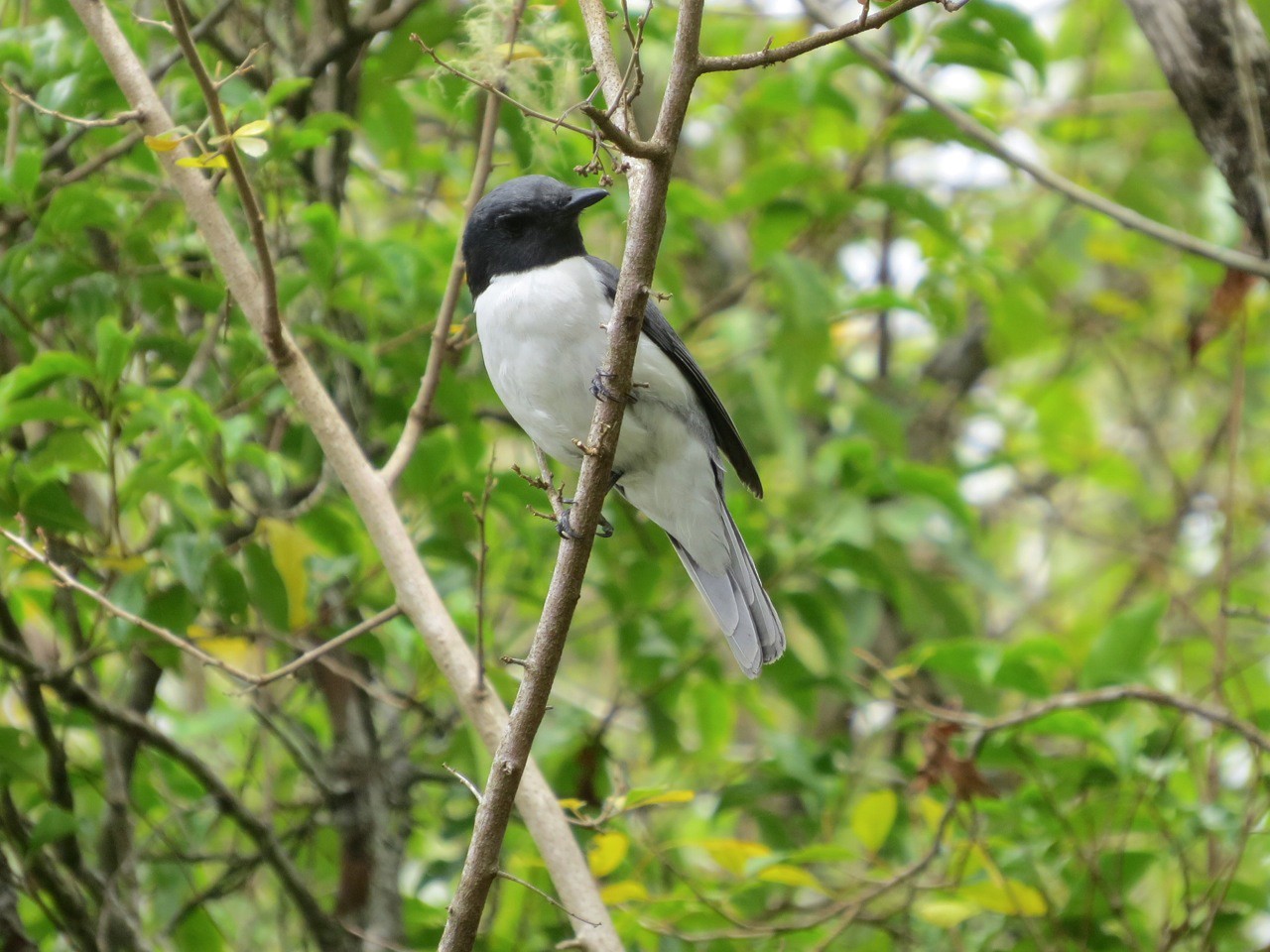 Oruguero de las Comoras - eBird