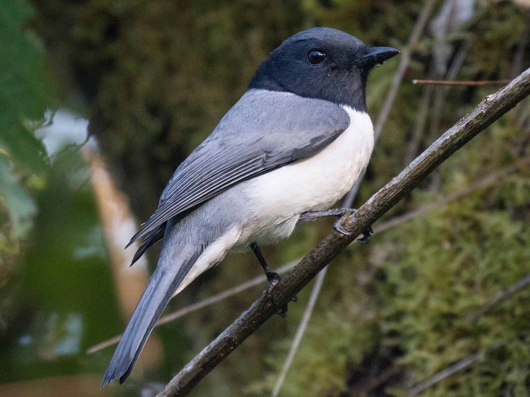 Comoros Cuckooshrike - eBird