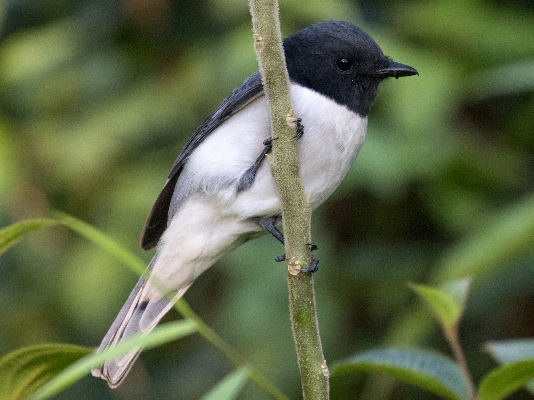 Oruguero de las Comoras - eBird