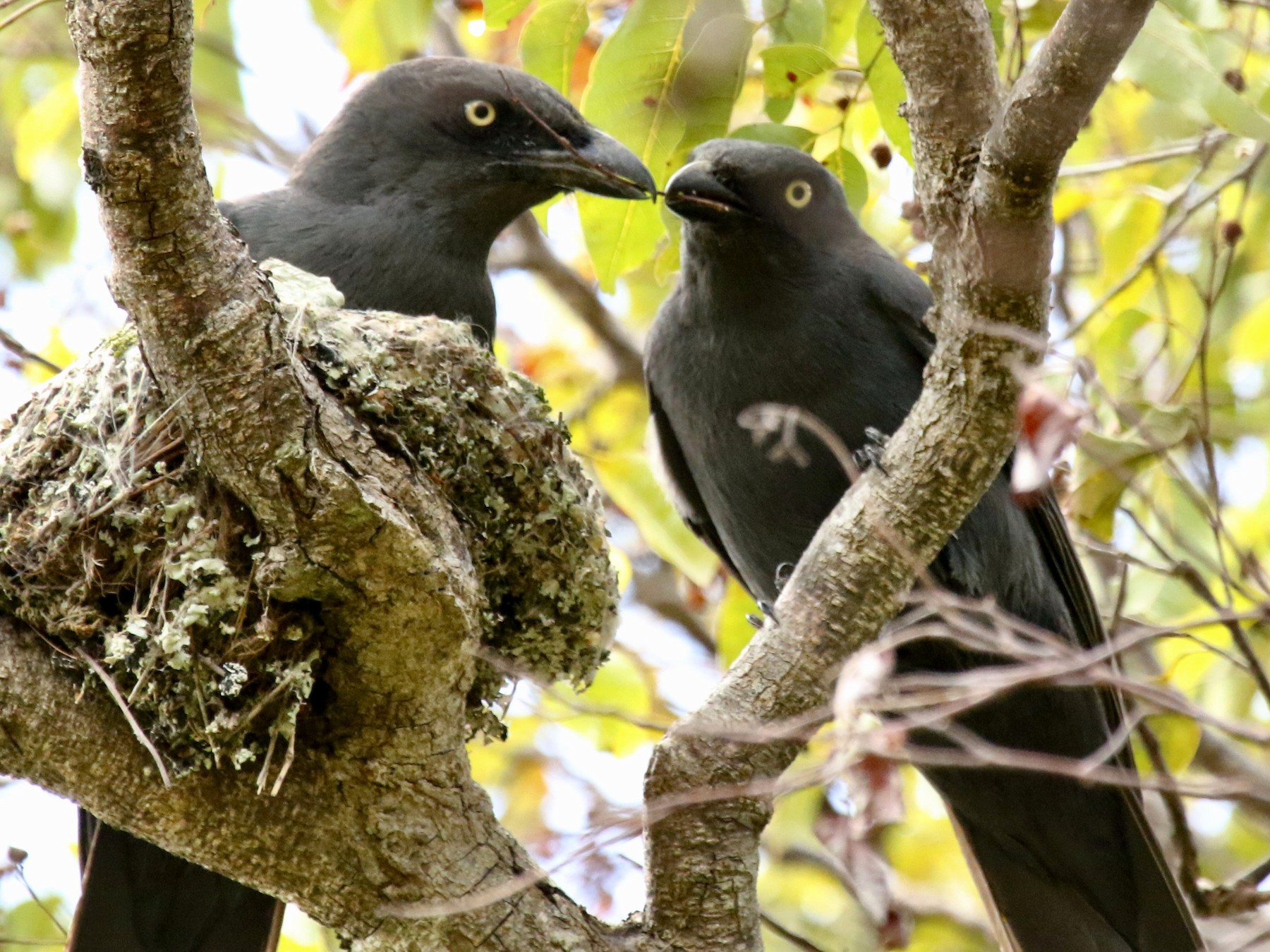 Oruguero de Melanesia - eBird