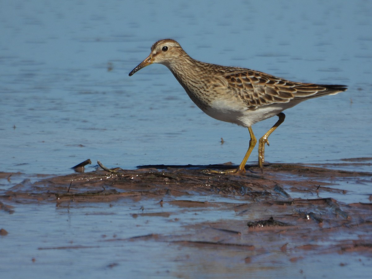 eBird Checklist - 7 Oct 2021 - Rough Meadows Wildlife Sanctuary (Mass ...