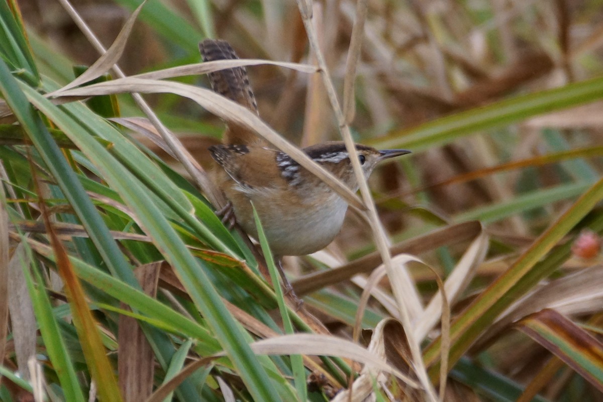 eBird Checklist - 7 Oct 2021 - Brookshire Park--Loop and Greenway - 26 ...