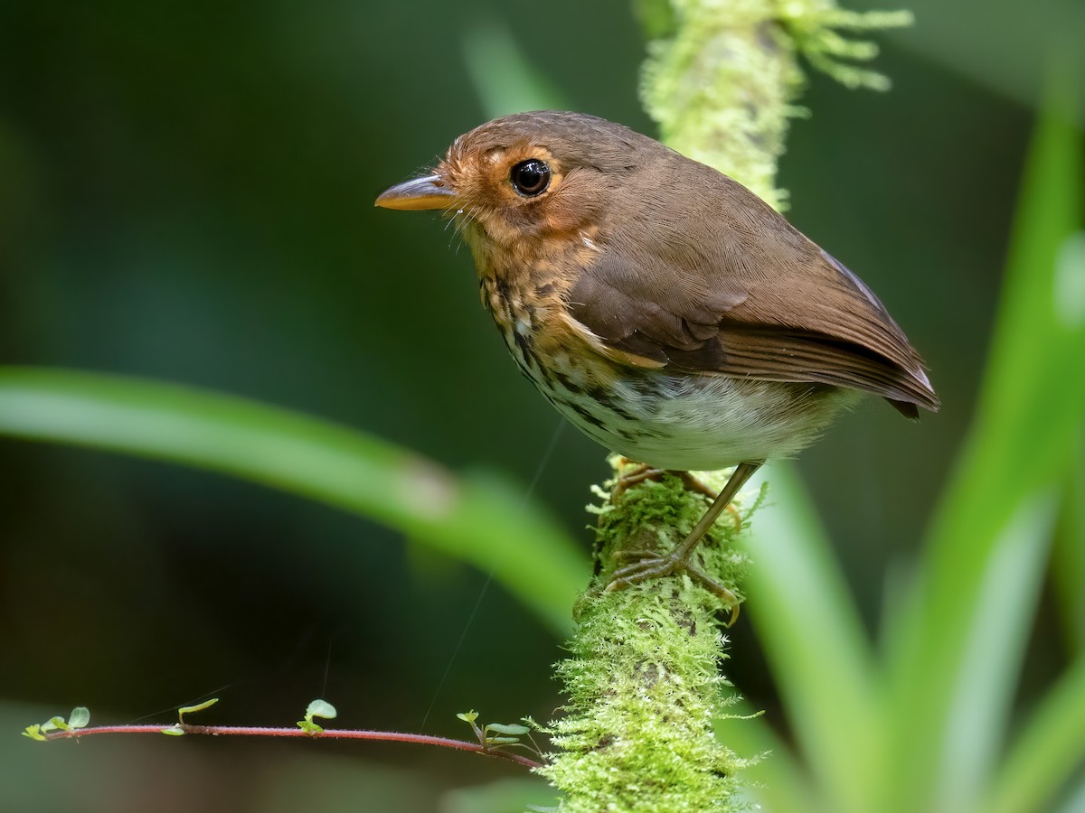 Ochre-breasted Antpitta - Grallaricula flavirostris - Birds of the World