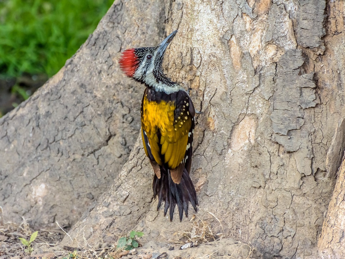 Black-rumped Flameback - Dinopium benghalense - Birds of the World