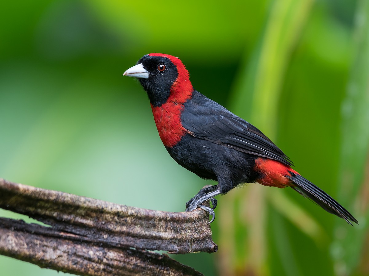 Crimson-collared Tanager - Ramphocelus sanguinolentus - Birds of the World