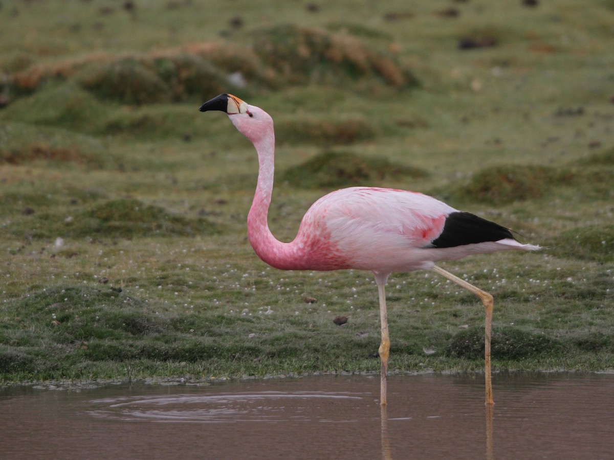 Andean Flamingo - Phoenicoparrus andinus - Birds of the World