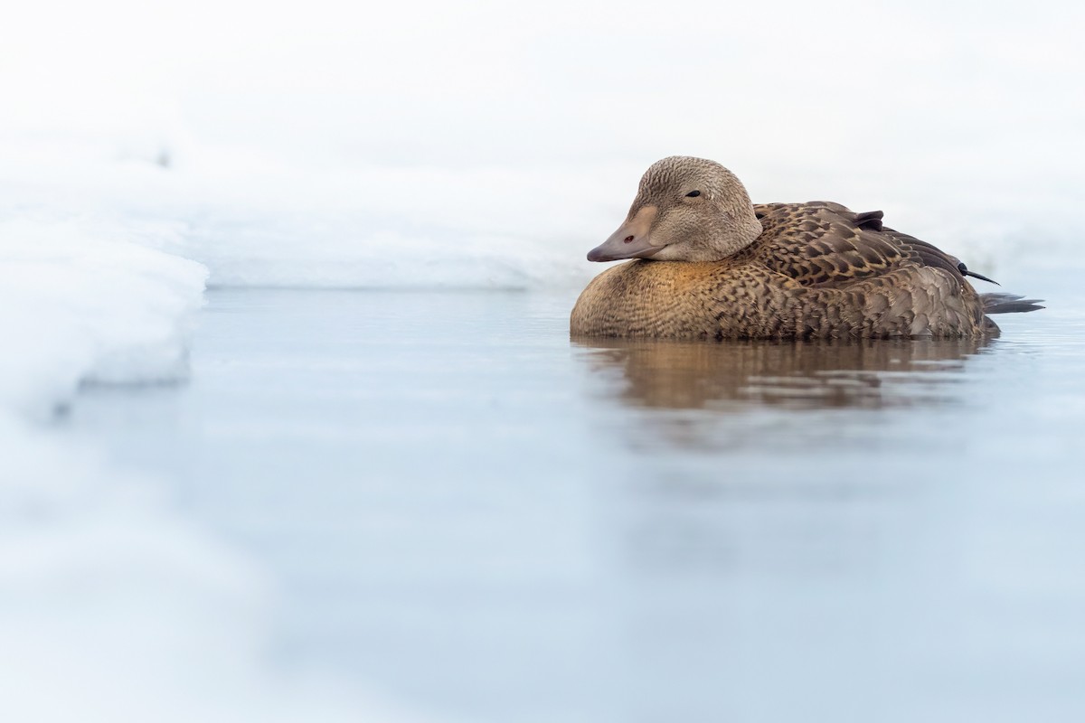 King Eider - Somateria spectabilis - Media Search - Macaulay Library and eBird