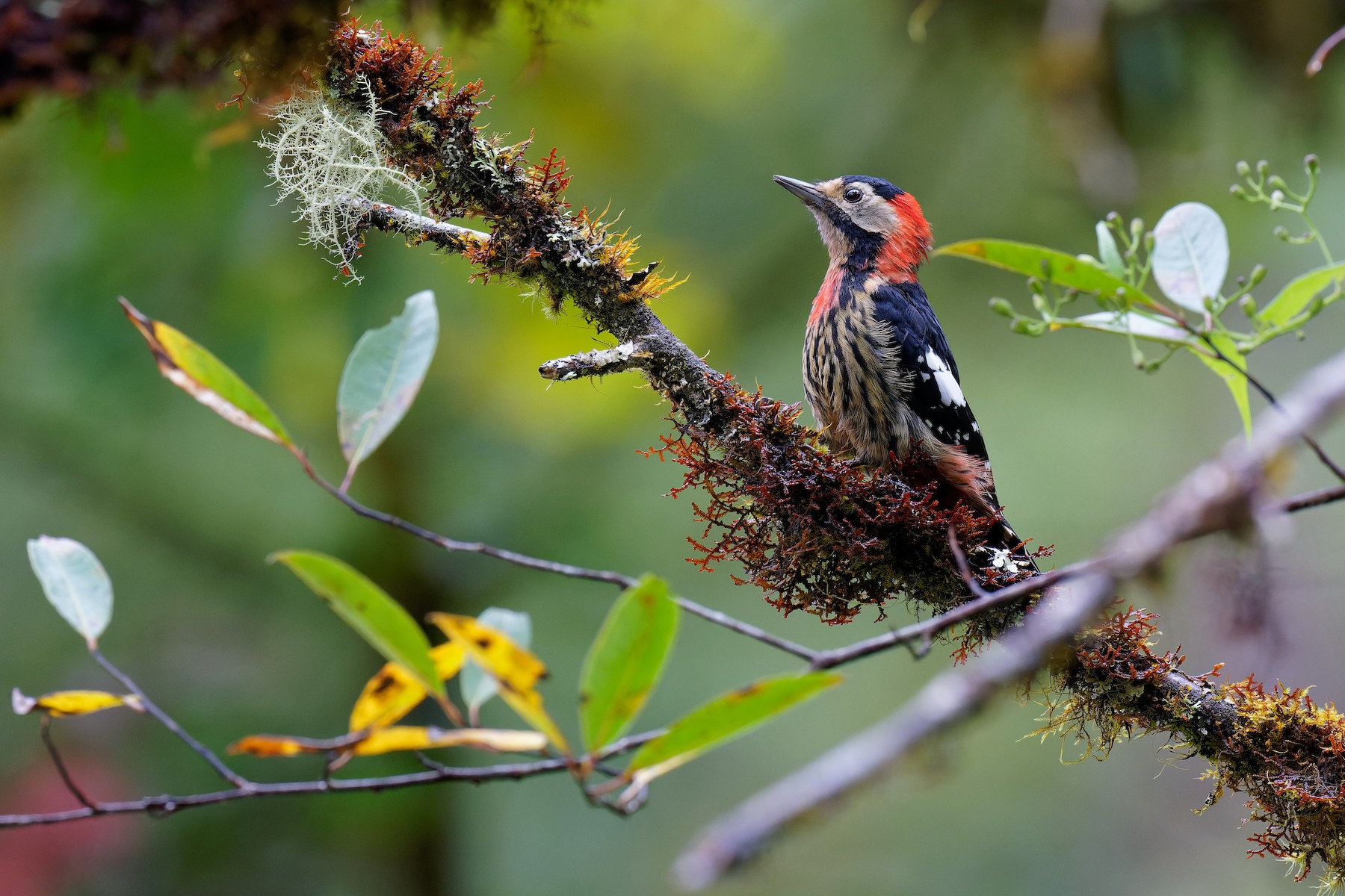 Crimson-breasted Woodpecker (Scarlet-breasted) - eBird
