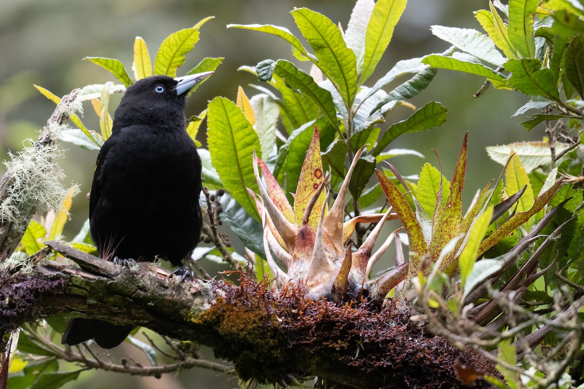 Mountain Cacique (Golden-shouldered) - eBird