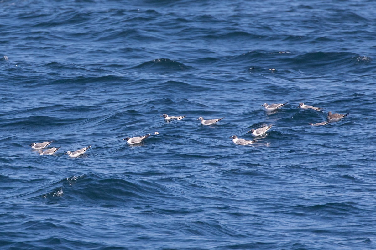 ML376007331 - Sabine's Gull - Macaulay Library