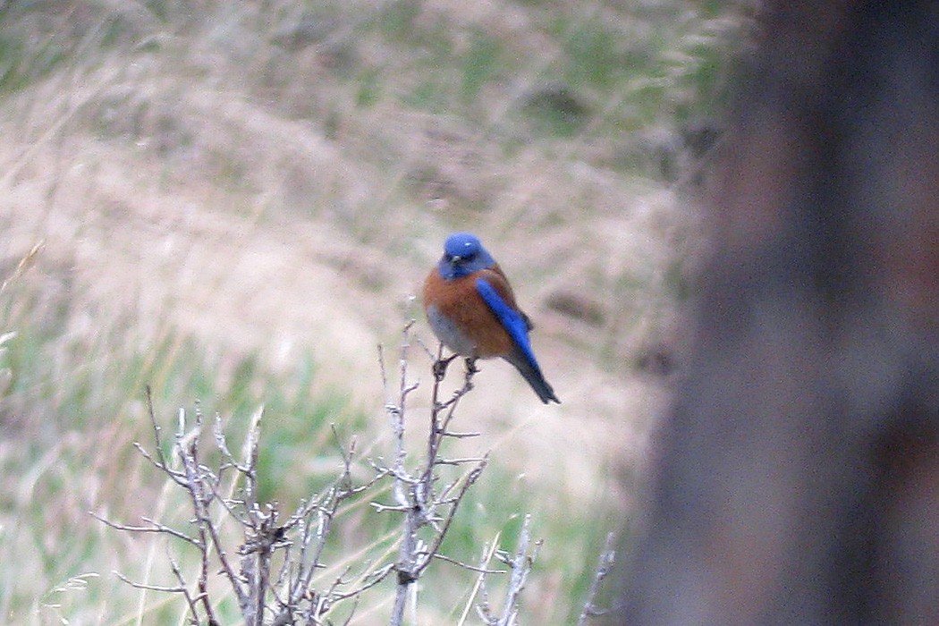 eBird Checklist - 14 Apr 2012 - Genesee Mountain Park--south of I-70 ...