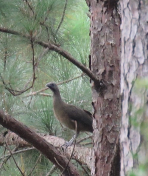 eBird Checklist - 8 Oct 2021 - Sapelo Island - 74 species