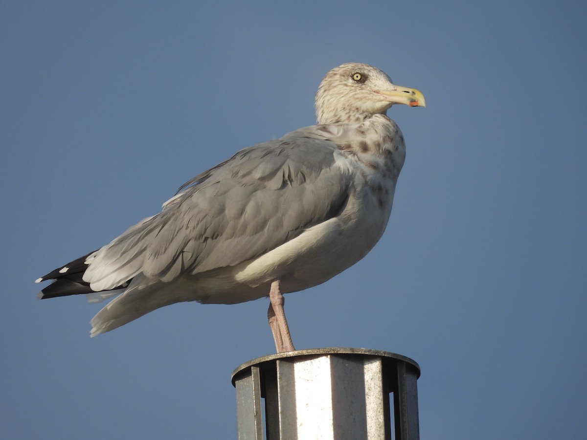 eBird Checklist - 8 Oct 2021 - New Jersey, Ocean, Mystic Island - 33 ...