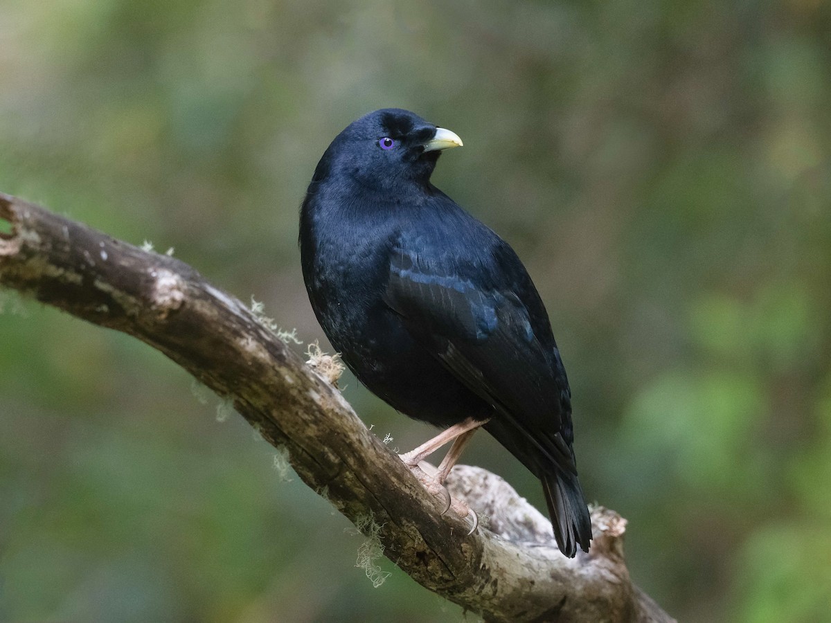 Satin Bowerbird - Ptilonorhynchus violaceus - Birds of the World