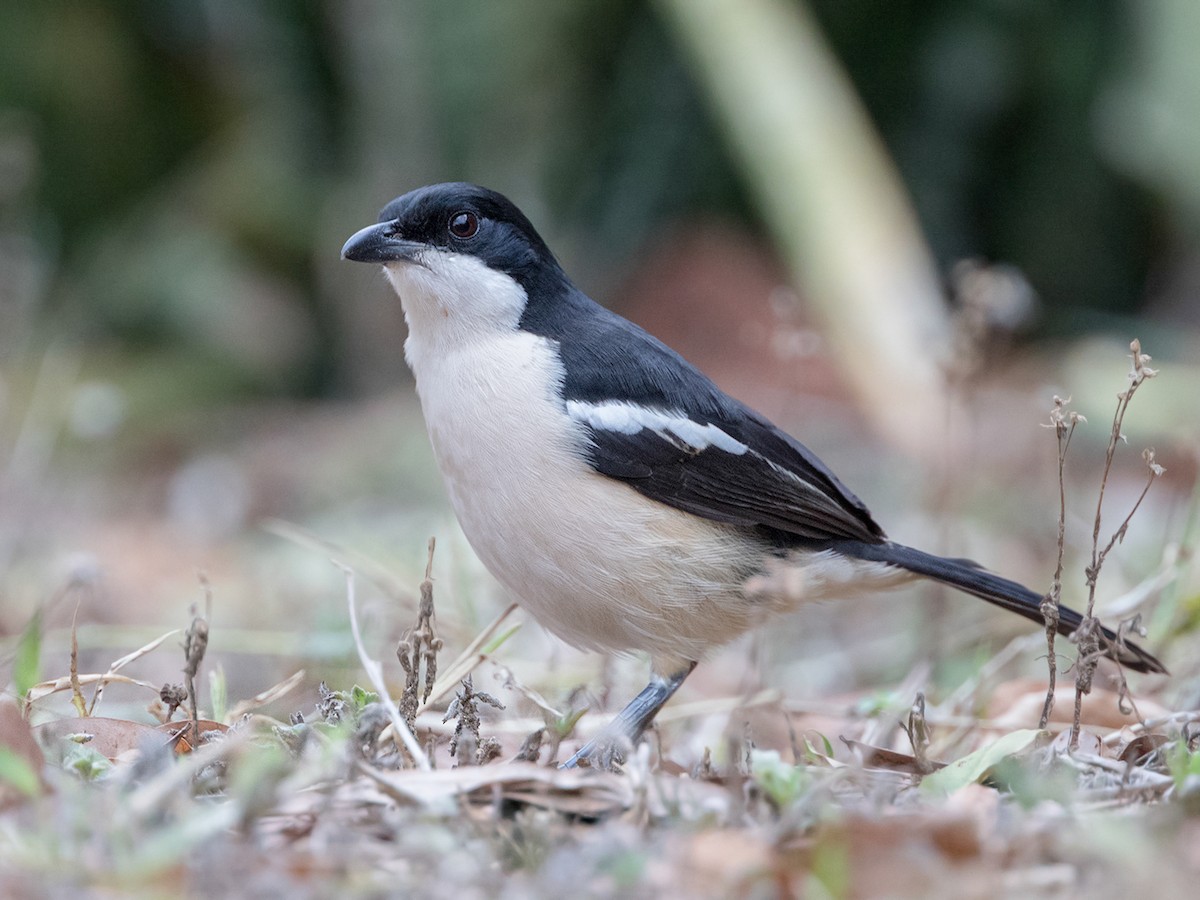 Tropical Boubou - Laniarius major - Birds of the World