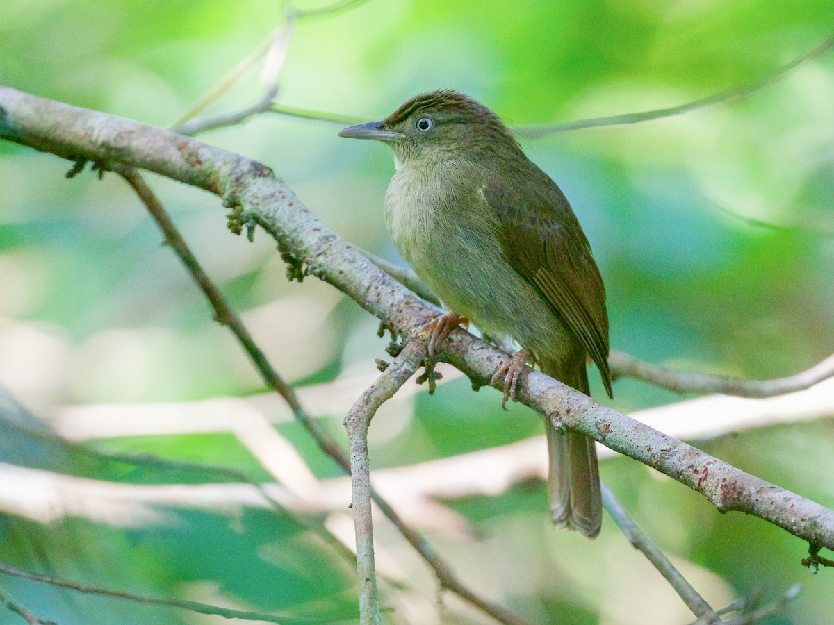 Charlotte's Bulbul - Iole charlottae - Birds of the World