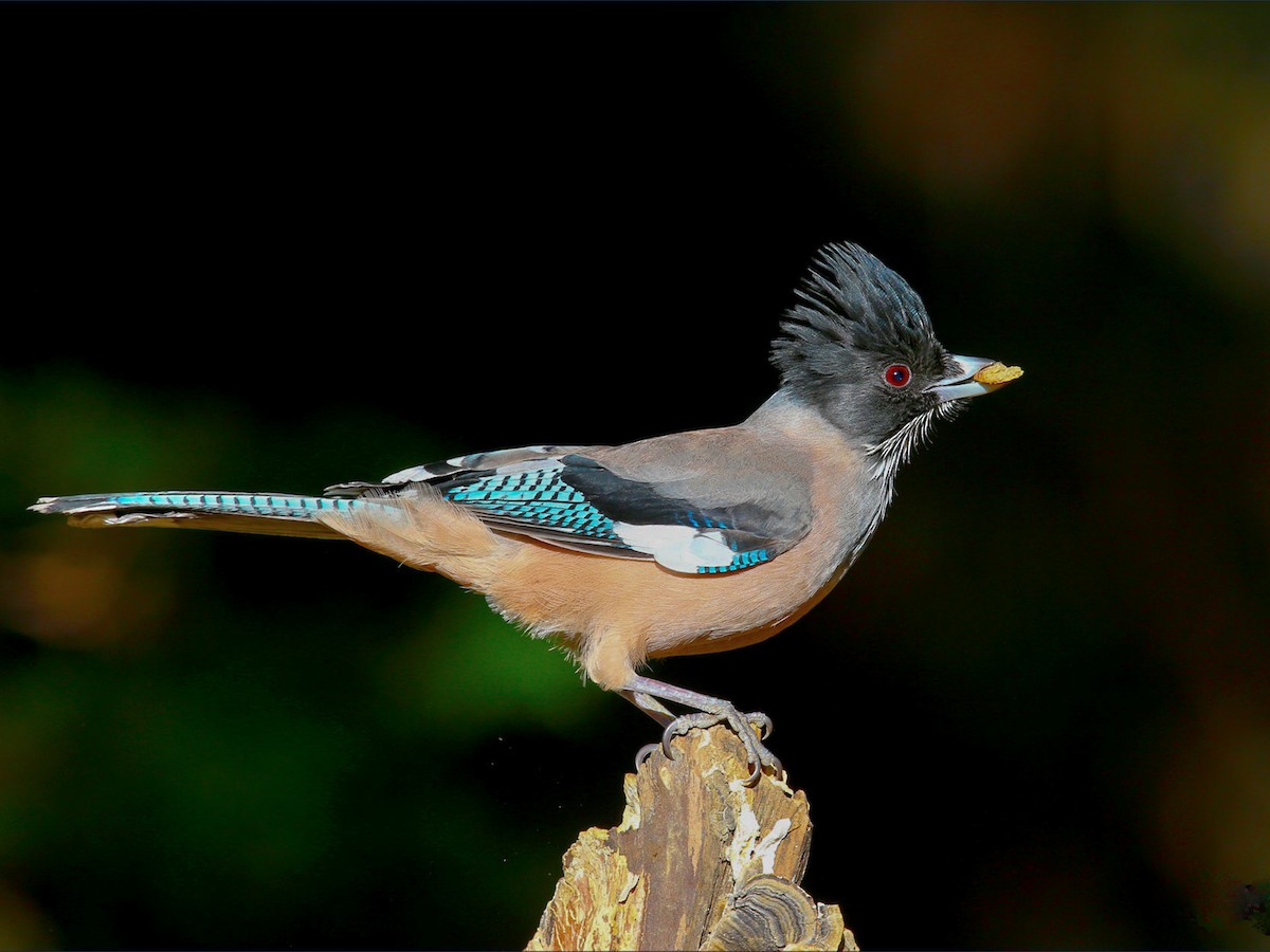 Black-headed Jay - Garrulus lanceolatus - Birds of the World