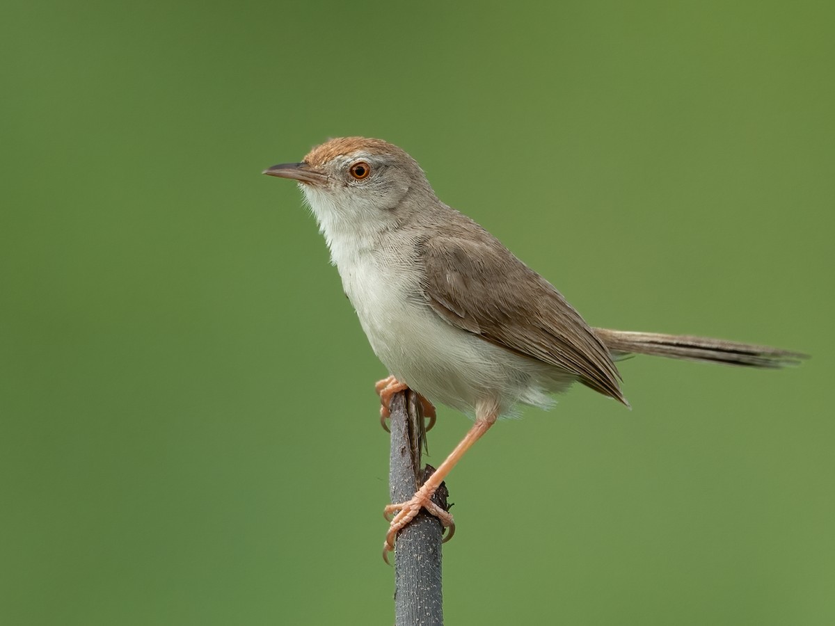 Rufous-fronted Prinia - Prinia buchanani - Birds of the World