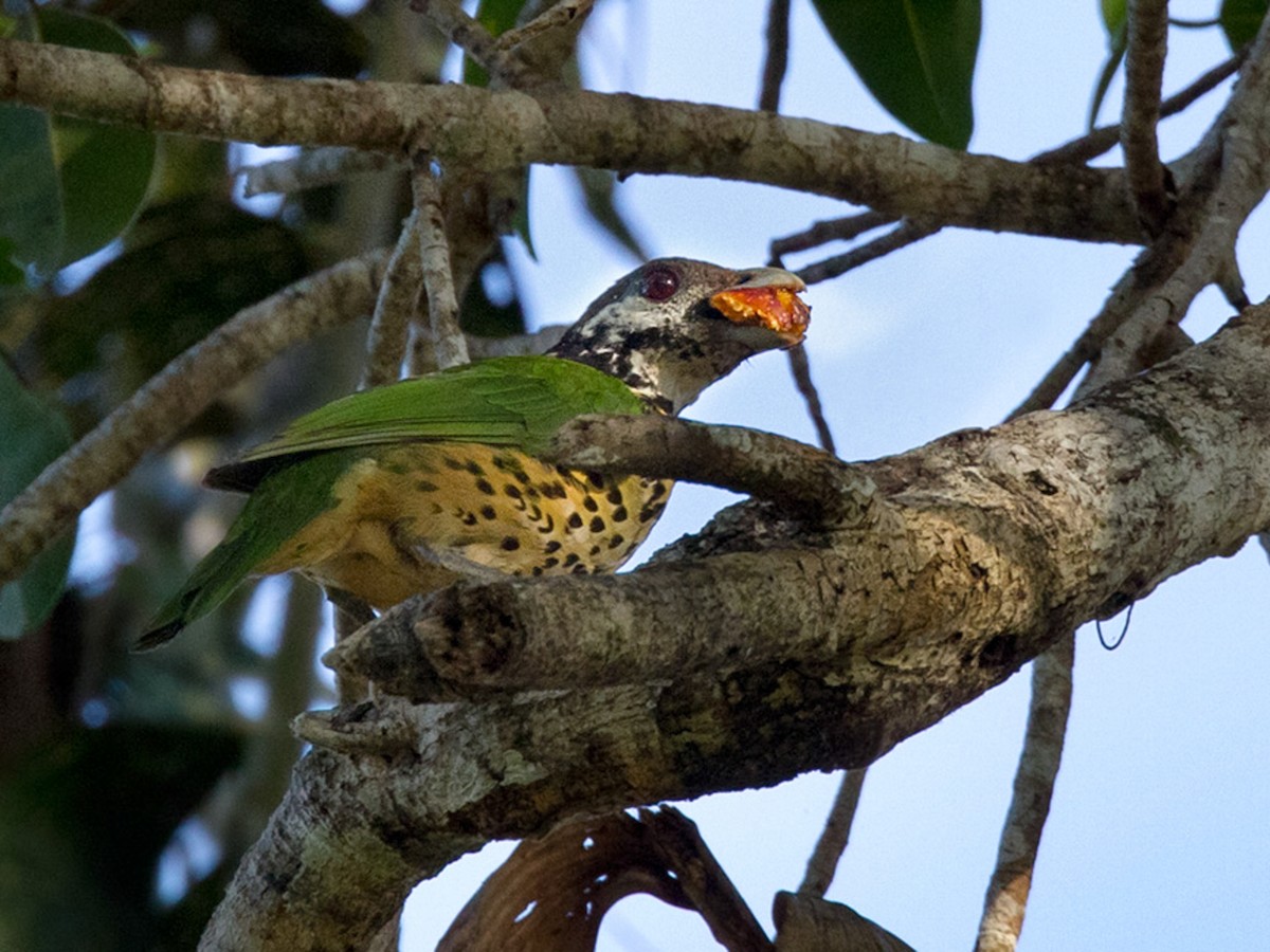 Tan-capped Catbird - Ailuroedus geislerorum - Birds of the World