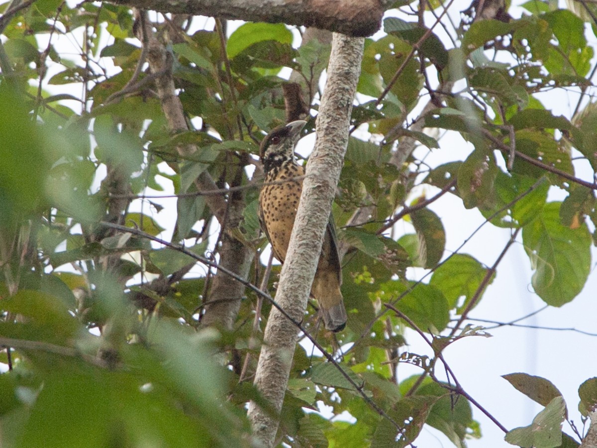 Ochre-breasted Catbird - Ailuroedus stonii - Birds of the World