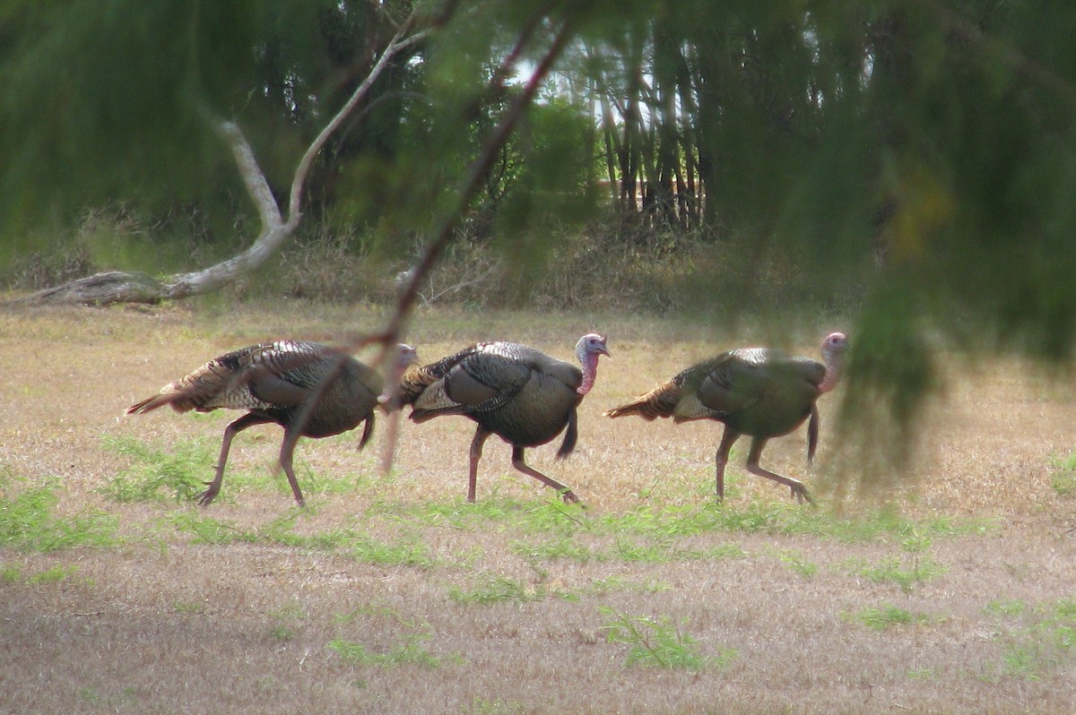 eBird Checklist - 25 Apr 2009 - King Ranch--Norias Division (Kenedy Co ...
