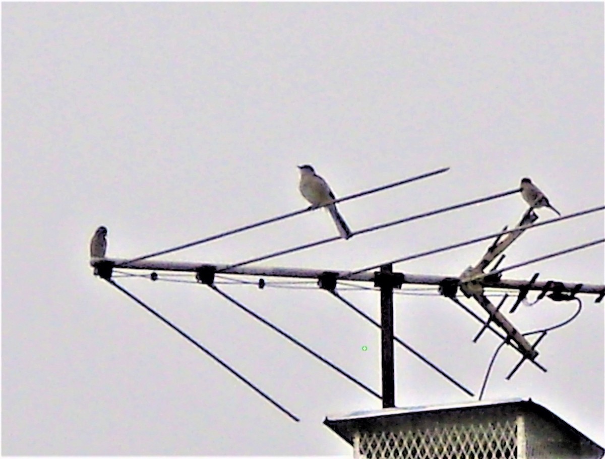 eBird Checklist - 9 Oct 2021 - 1334 E. Walnut St., Lancaster - 14 species