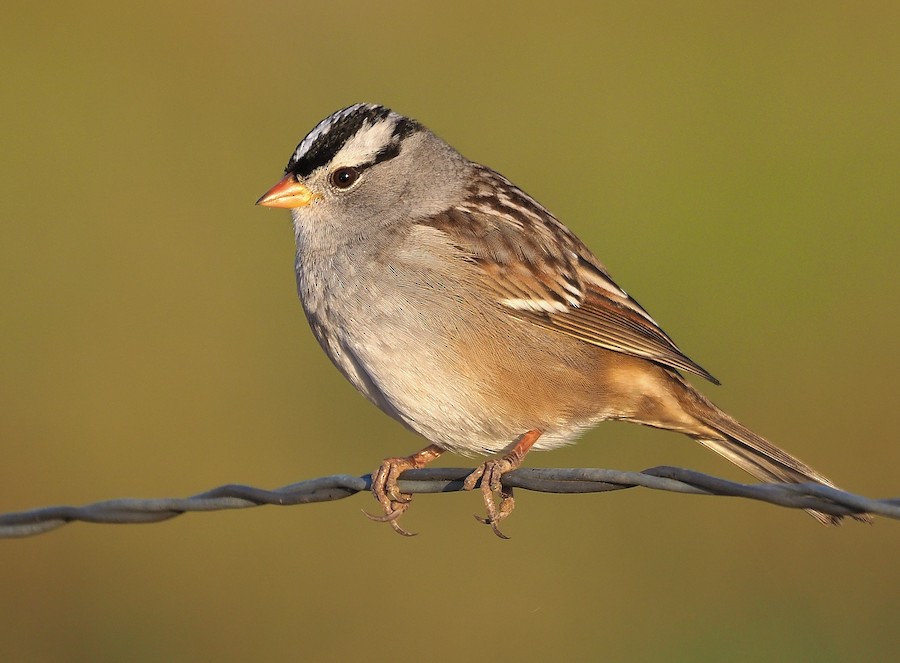 White-crowned Sparrow (Gambel's) - eBird