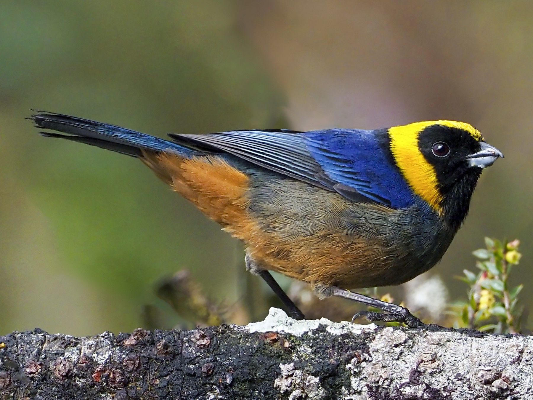 Golden-collared Tanager - eBird