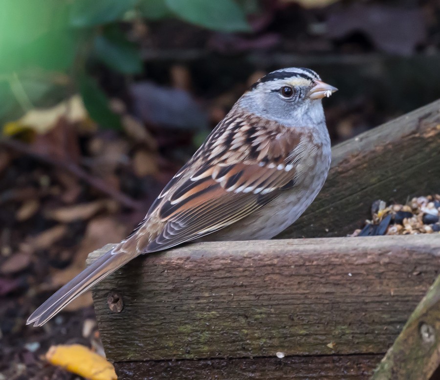 Gorrión Corona Blanca x Garganta Blanca (híbrido) - eBird