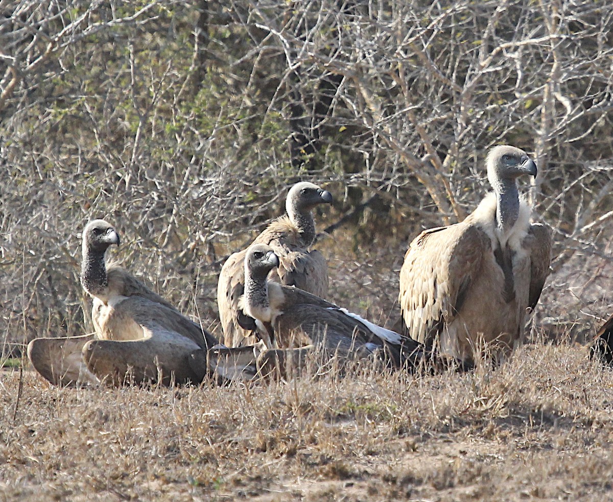 eBird Checklist - 8 Sep 2014 - **DO NOT USE** Ndumo GR (General area ...