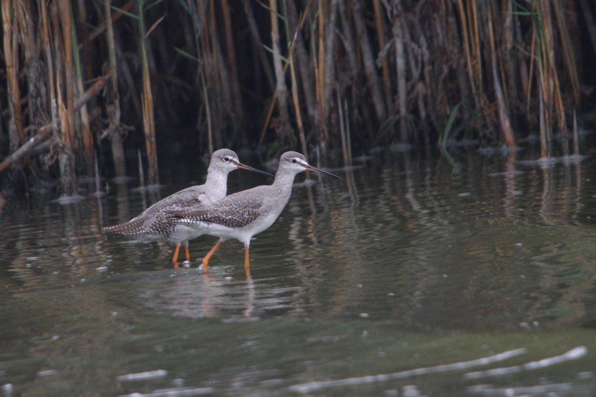 eBird Checklist - 9 Oct 2021 - Lake Volvi and Koroneia National Park ...