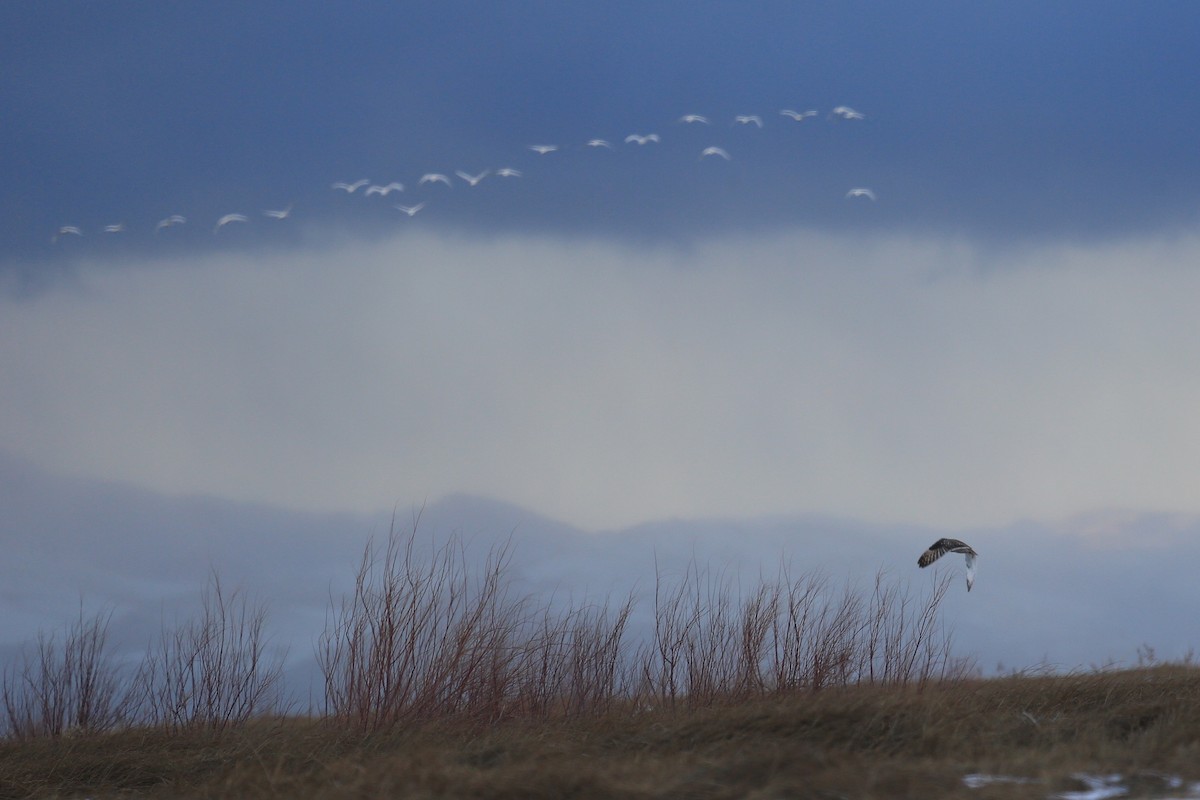 eBird Checklist - 1 Jan 2013 - Pyramid Lake Delta - 28 species (+2 ...