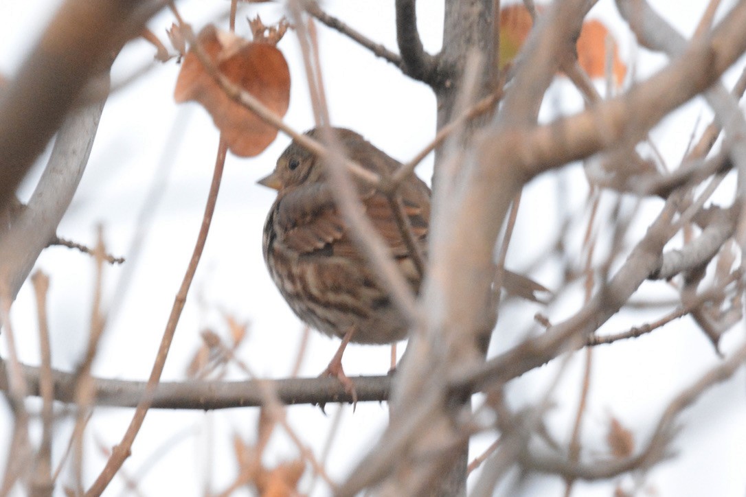 eBird Checklist - 10 Oct 2021 - Edmonton--Mill Creek South - 10 species